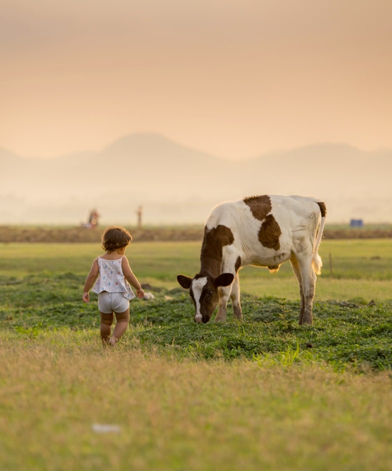 Meloxidyl - Ceva ruminants - Global