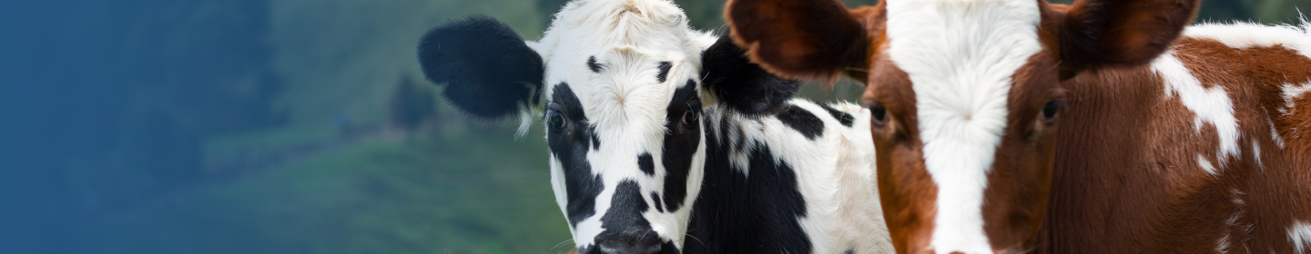 Anti-inflammatories - Ceva ruminants - Global