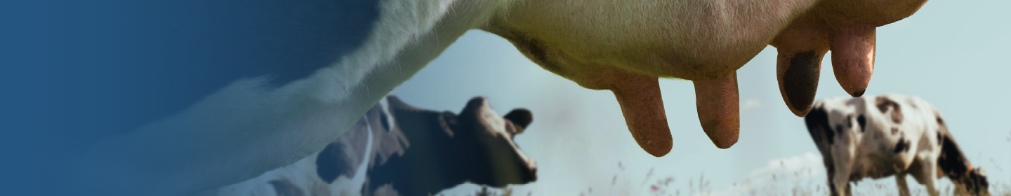 Mastitis in Dairy Cattle: Causes, Impact, and Prevention