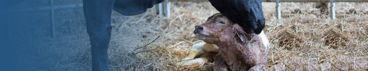 Reproduction - Ceva ruminants - Global