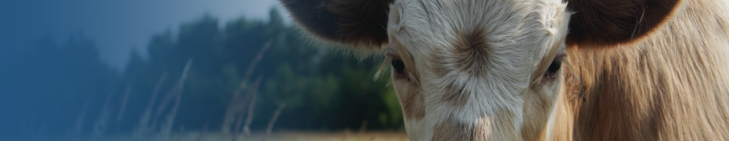 Vaccines - Ceva ruminants - Global