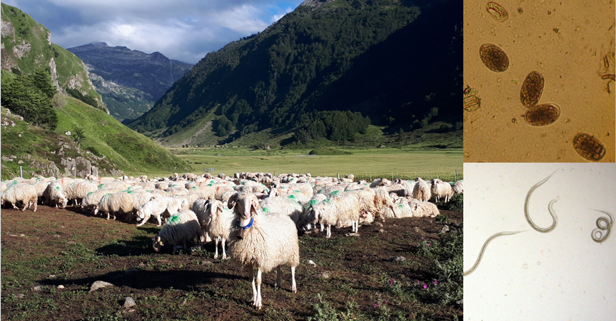 Landmark study revealed the presence of eprinomectin-resistant ...