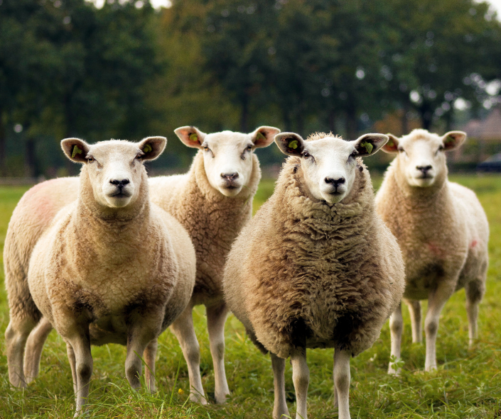 Coxevac is granted authorization to be used in sheep - Ceva ruminants ...
