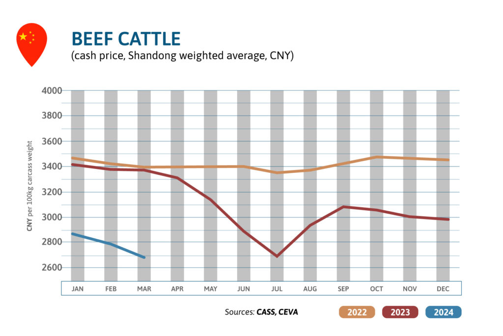 Beef Market Outlook APRIL 2024 - Ceva ruminants - Global