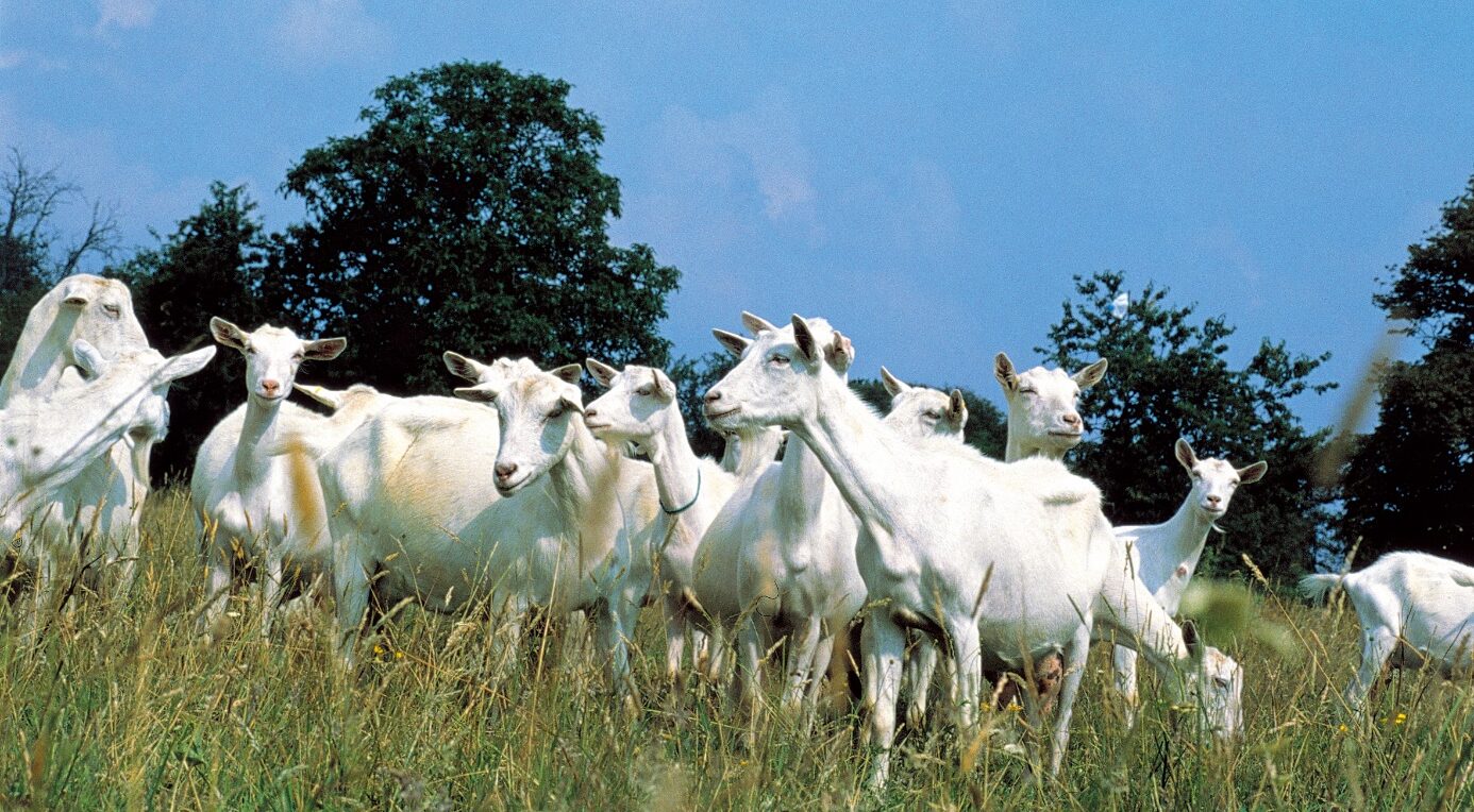 Study confirms that Eprecis® 2% is effective in lactating goats