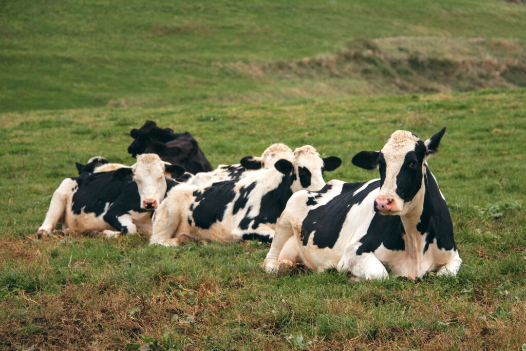 BLUEVAC- 3® reduces viremia in both sheep and cattle.