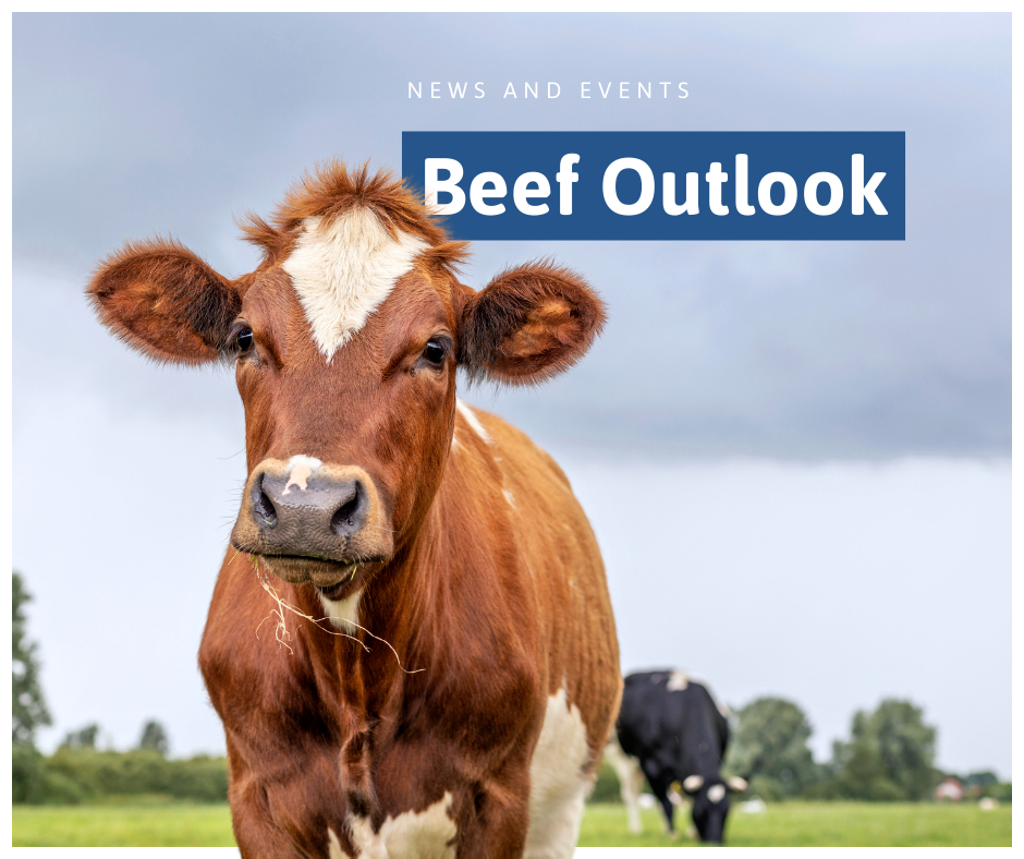 Beef Market Outlook AUGUST 2024 - Ceva ruminants - Global