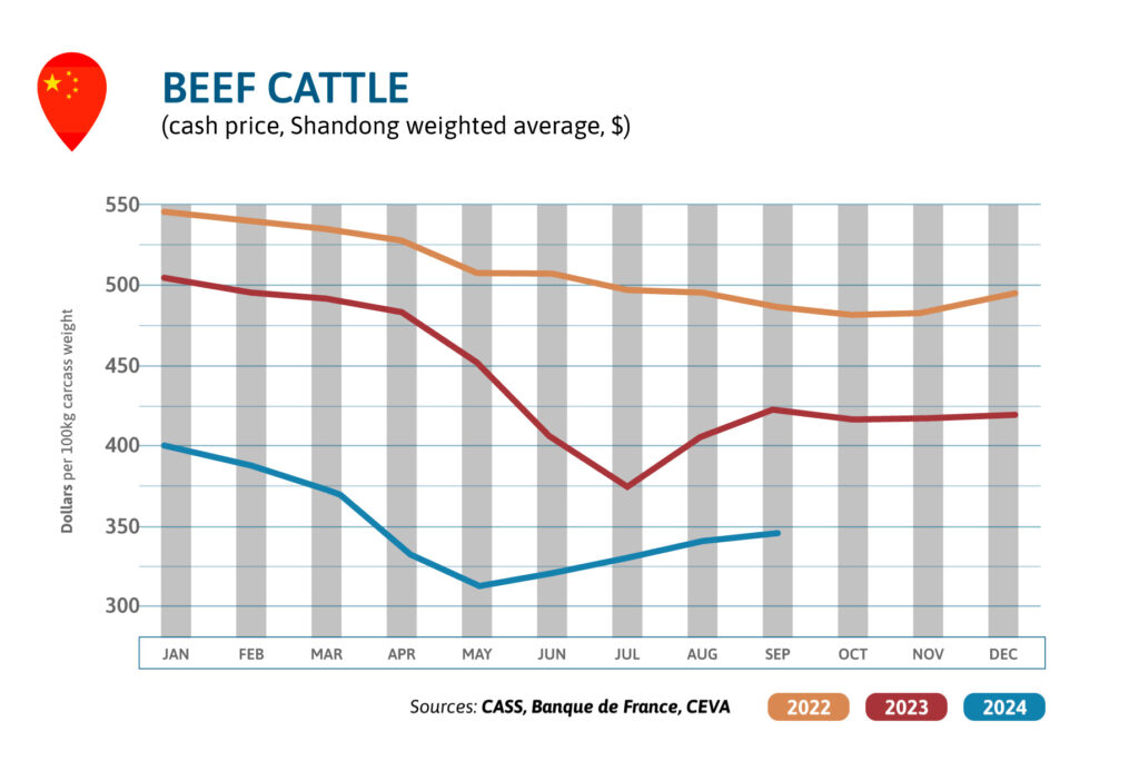 Beef Market Outlook OCTOBER 2024 - Ceva ruminants - Global