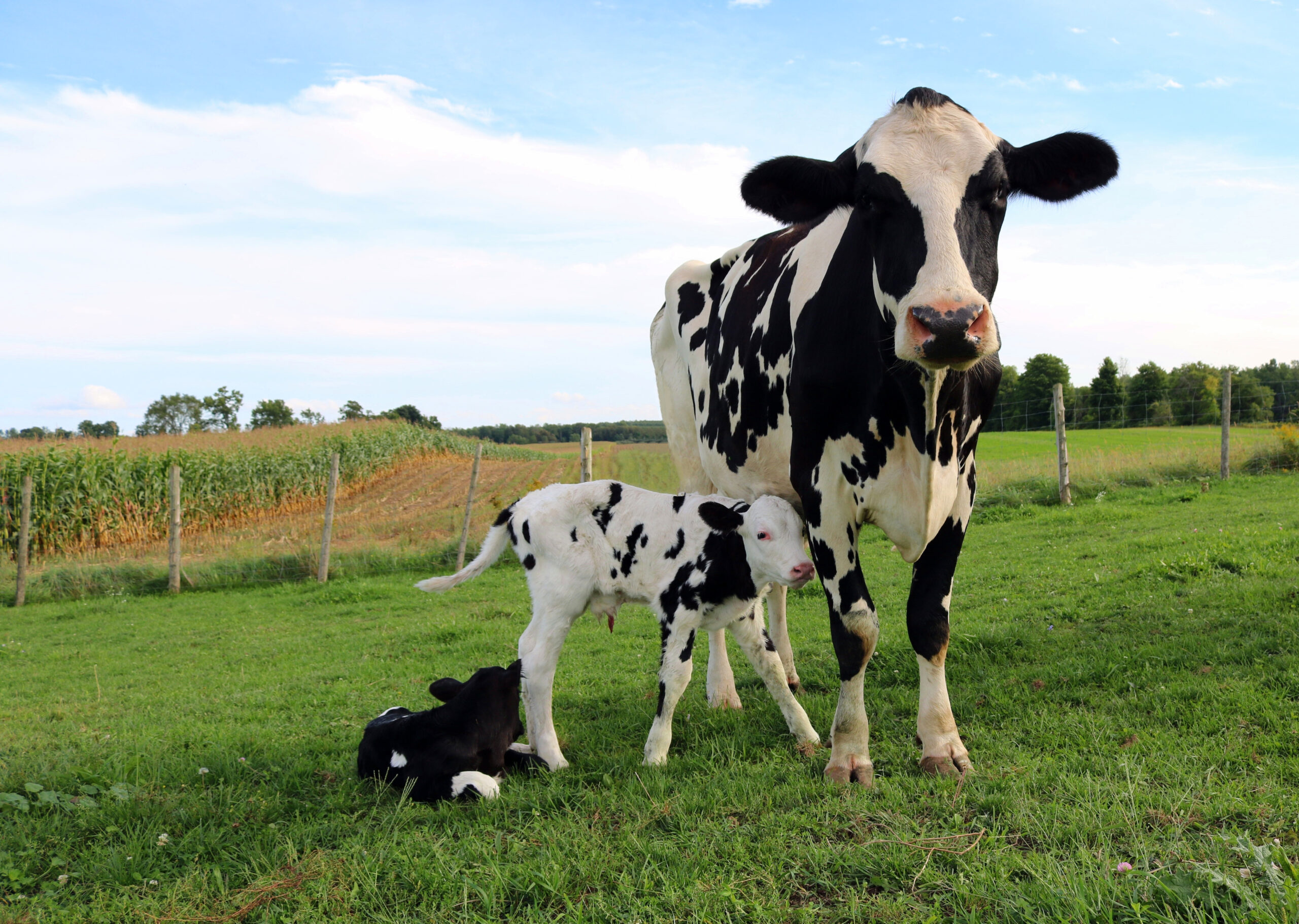 ovulation synchronization in lactating dairy cows