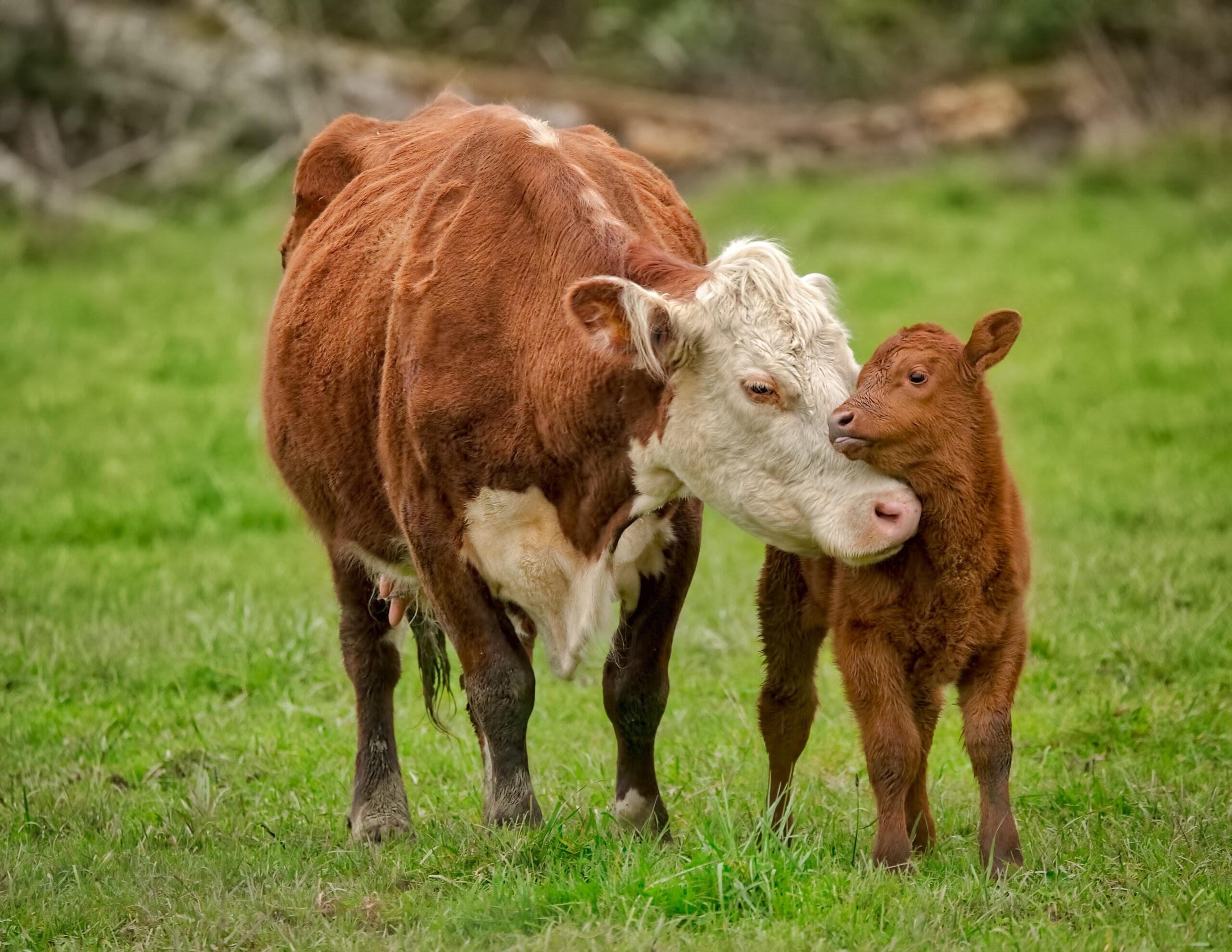 Infertility in Ruminants: Causes, Impact, and Solutions