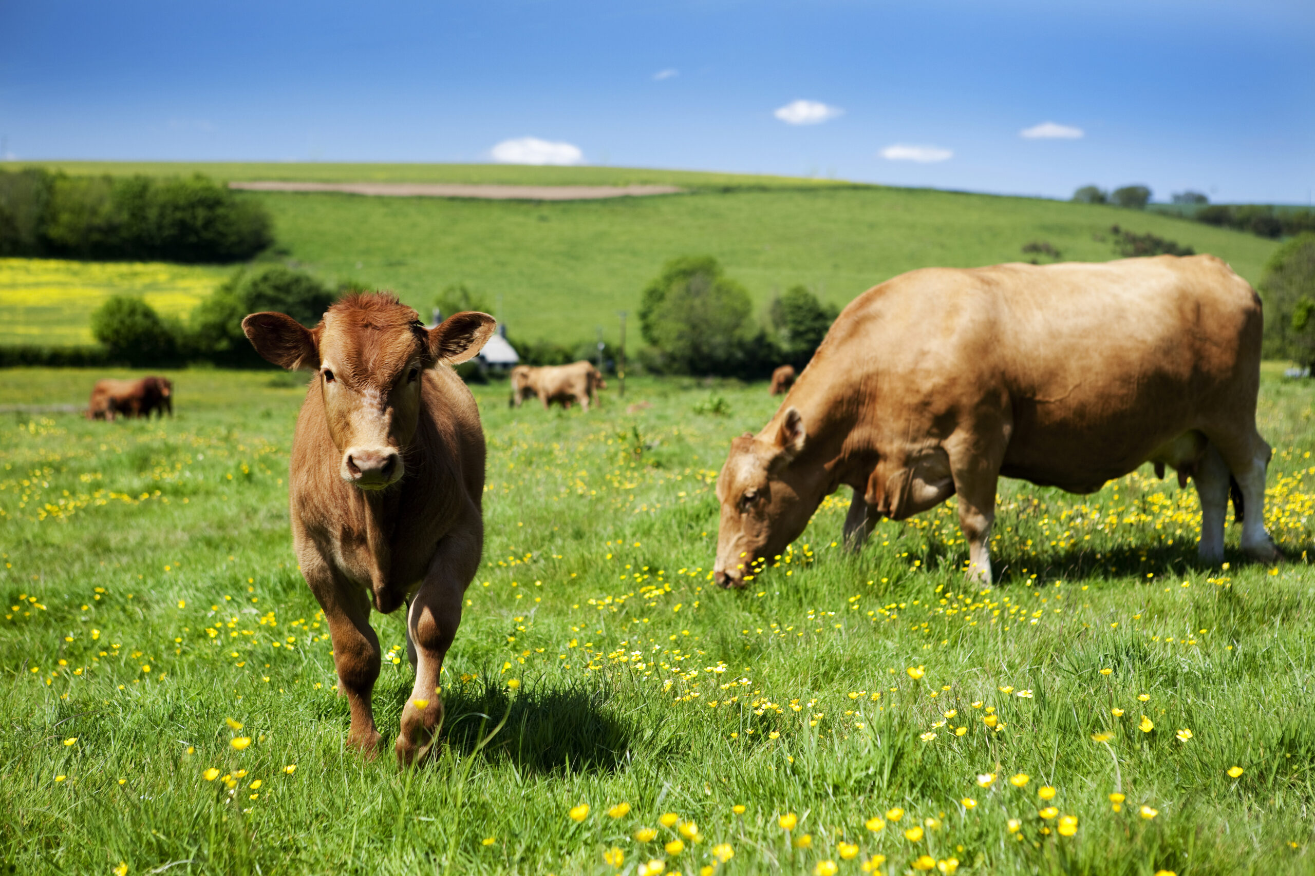 PRID Delta Synchronization for Beef Cows