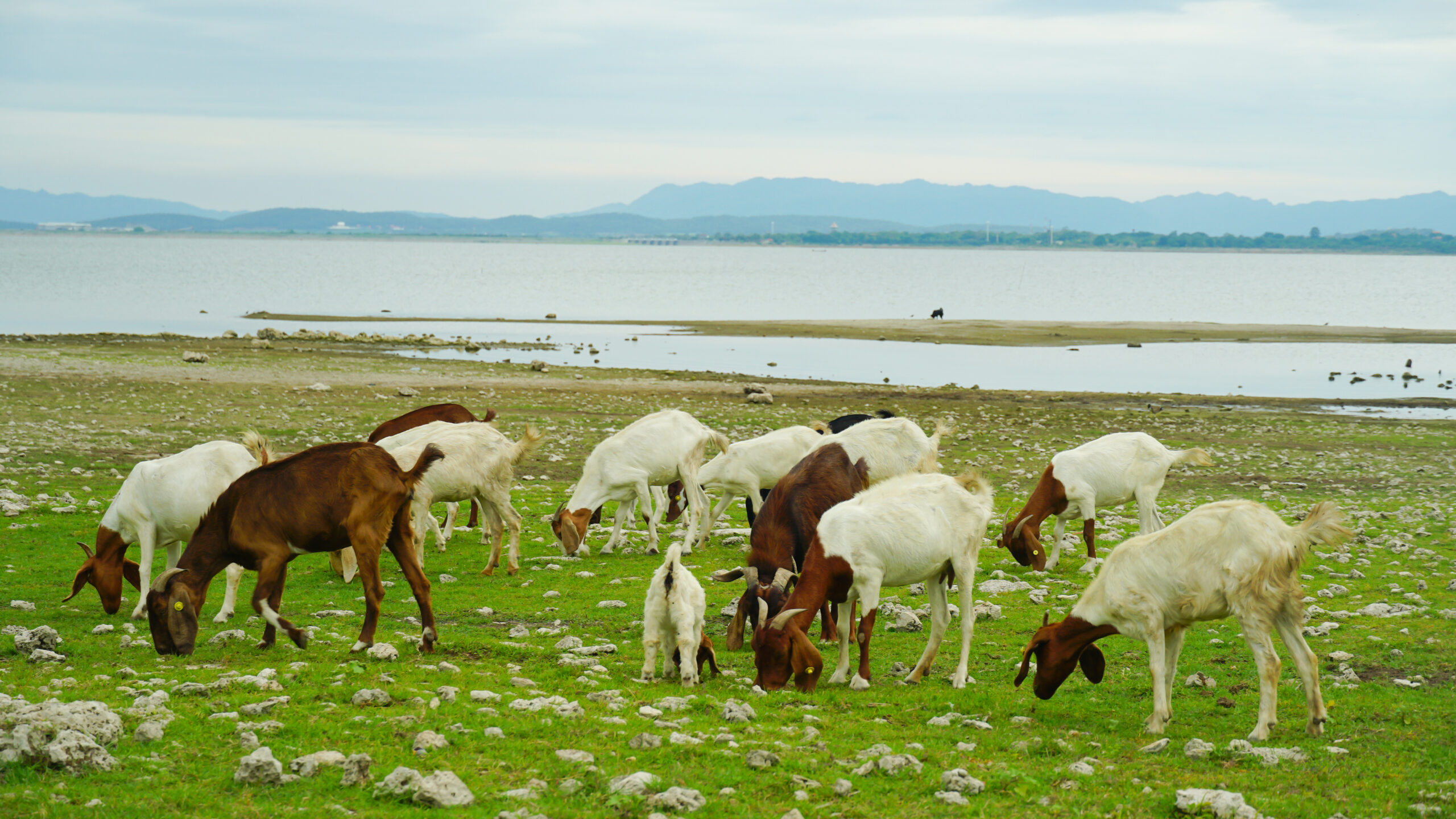 Eprecis: Effective Control of Gastrointestinal Nematodes in Goats