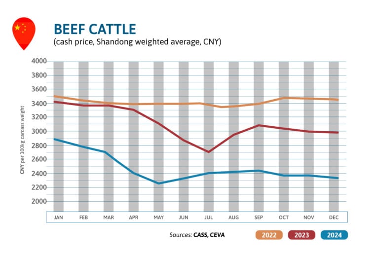 Beef Market Outlook JANUARY 2025 - Ceva ruminants - Global
