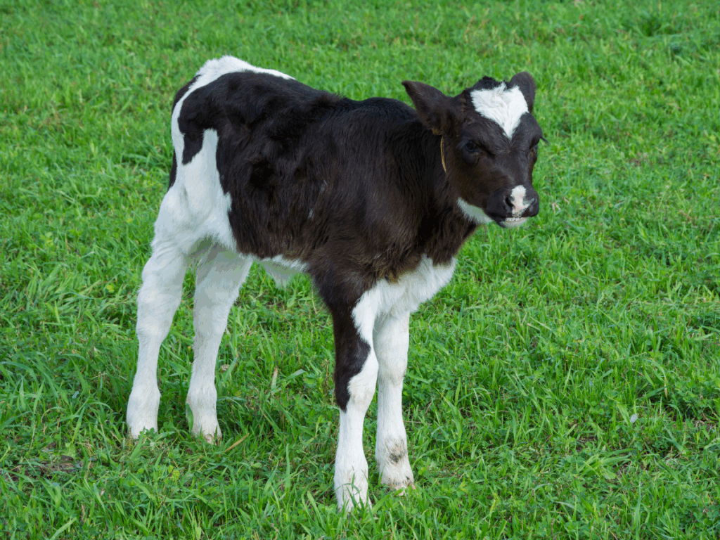 Early detection of BRD in veal calves with lung ultrasound - Ceva ...