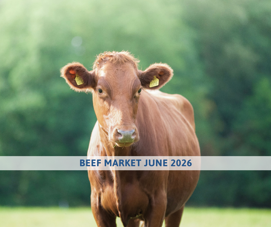 Beef Market Outlook JUNE 2026 - Ceva ruminants - Global