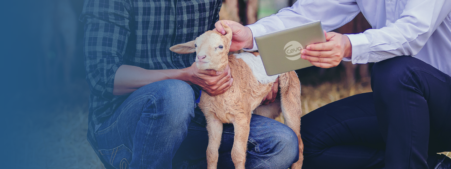 Services - Ceva ruminants - Ukraine