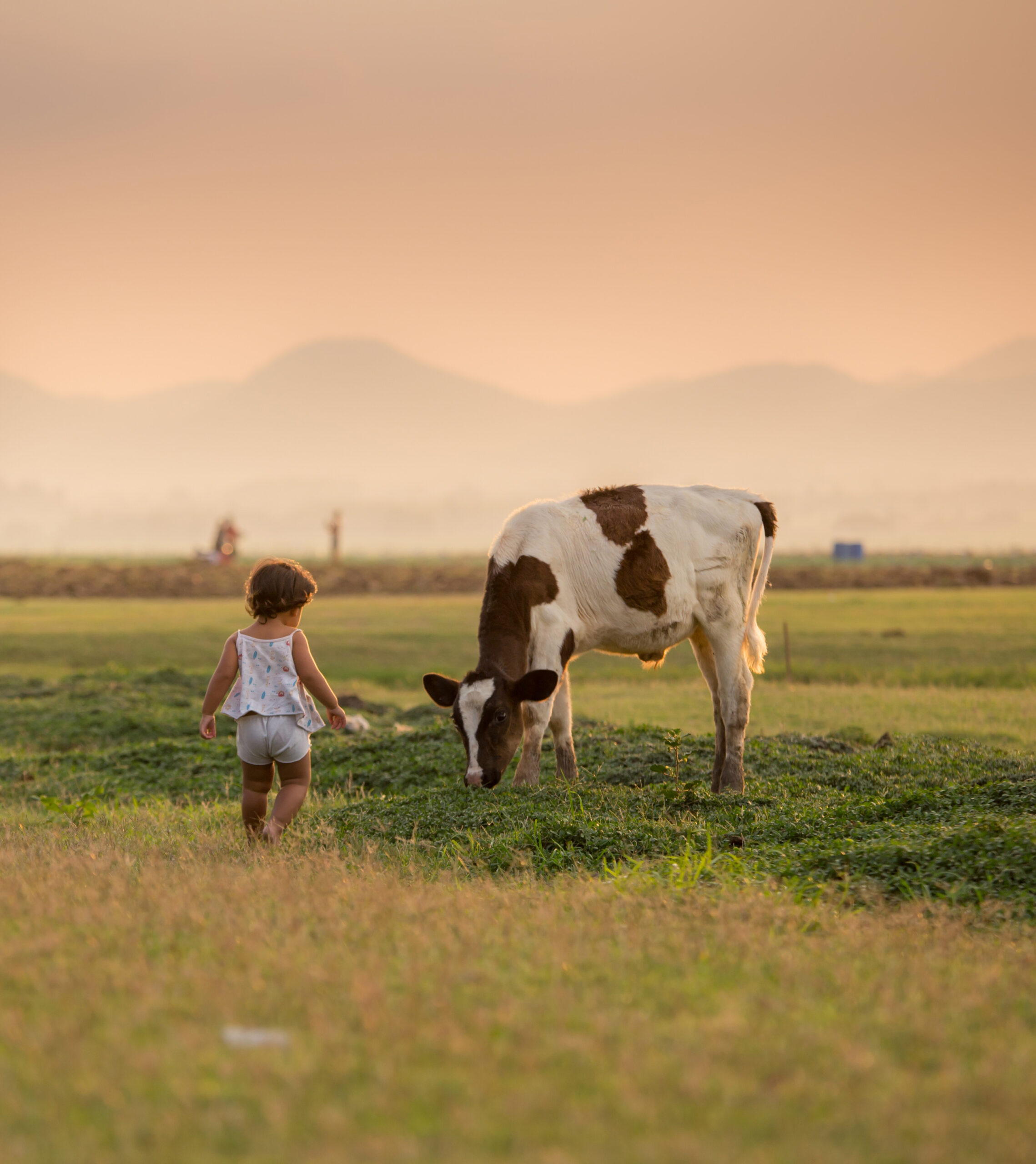 Efficacy of paromomycin for cryptosporidiosis - Ceva ruminants - South ...