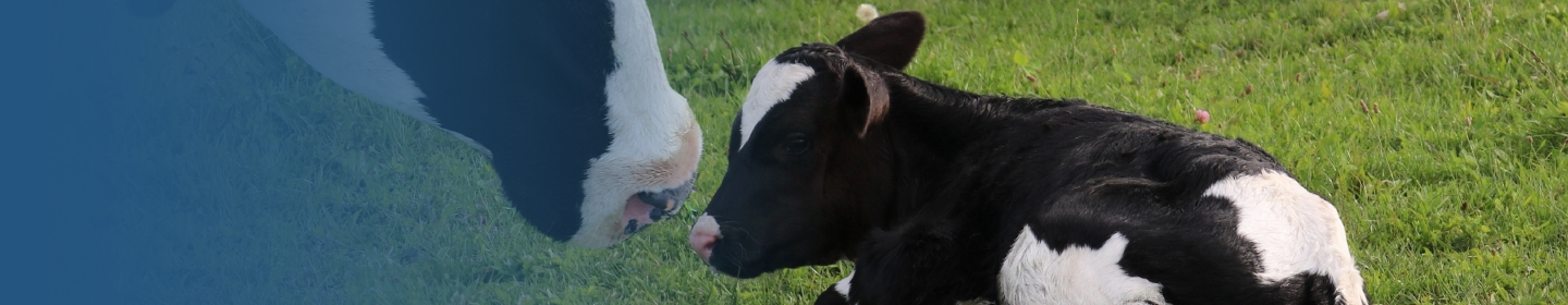 Infertility - Ceva ruminants - South Africa