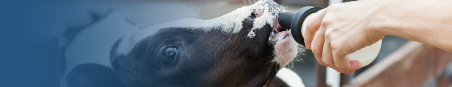 Acceptability of paromomycin in newborn calves - Ceva ruminants - South ...