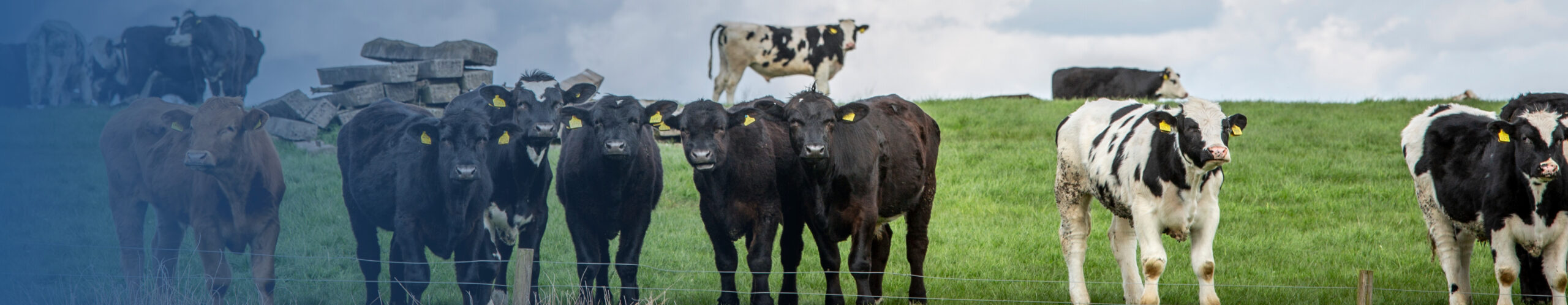 Neonatal Diarrhoea - Ceva ruminants - UK