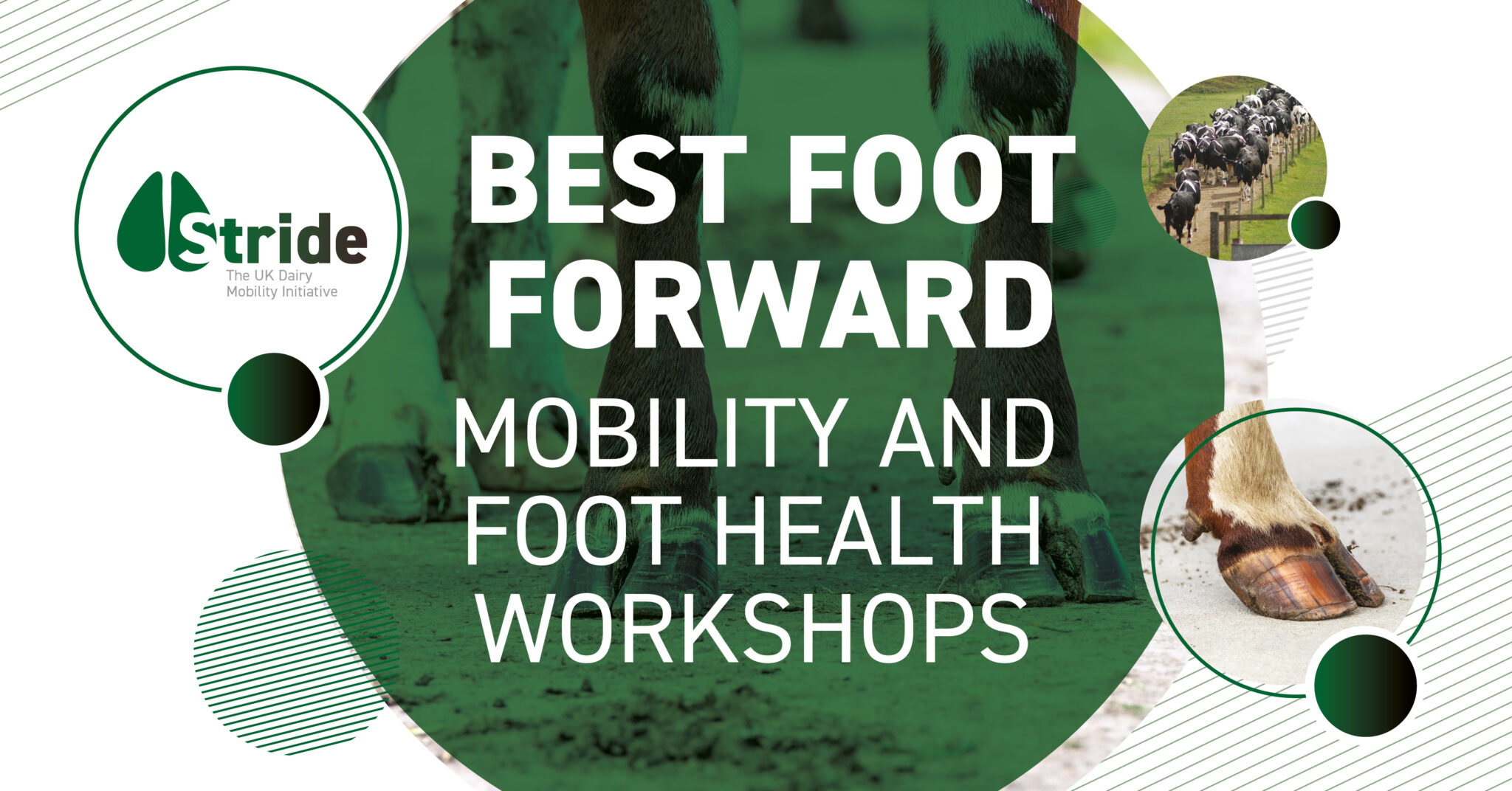 Ceva takes a STRIDE forward to help improve dairy cow foot health ...